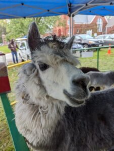 Massachusetts Fall Festivals: 16 Picks for 2025